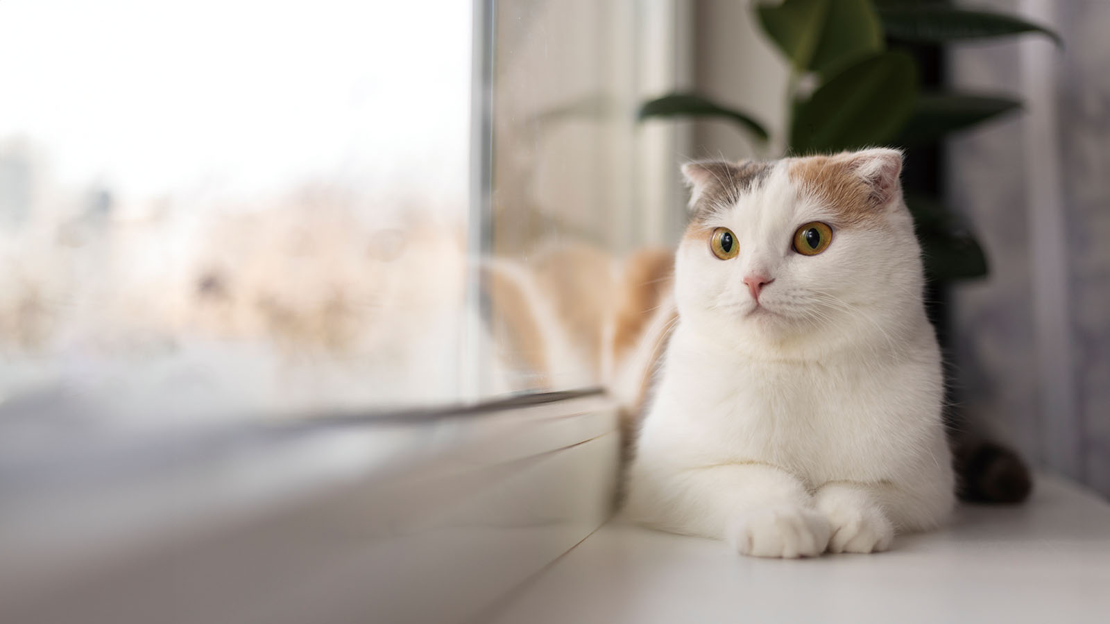 Stella Cat ホームページ公開しました。 | Stella Cat